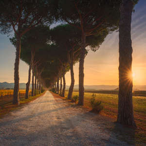 Roth France | Panneau mural VIPANEL INSPIRATION NATURE CHEMIN DES PINS ...