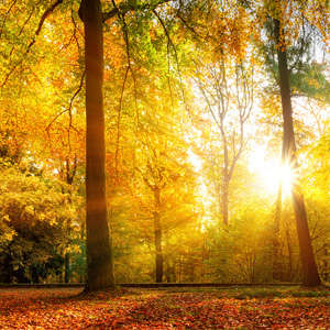 Roth France | Panneau mural NU VIPANEL INSPIRATION NATURE FORÊT D ...